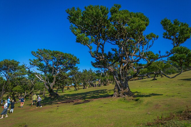 Fanal & Porto Moniz - West Madeira Tour - FAQ
