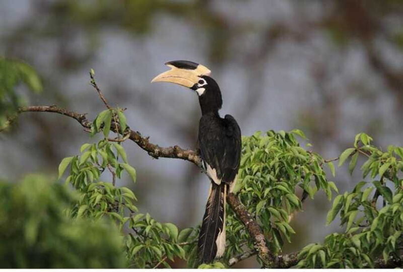 From Anuradhapura: All Inclusive Full Day Safari at Wilpattu - Authentic Encounters and Traveler Feedback