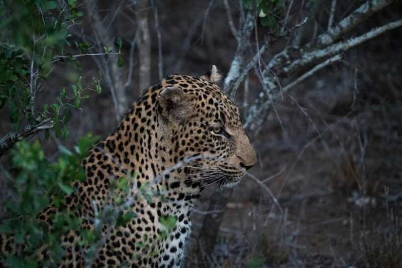 From Anuradhapura: Wilpattu National Park Half-Day Safari - The Value and Limitations