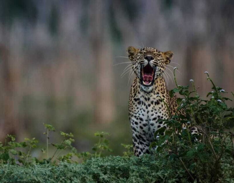 From Anuradhapura:Wilpattu Full-Day Wildlife Safari. - Practical Tips for Your Safari Day
