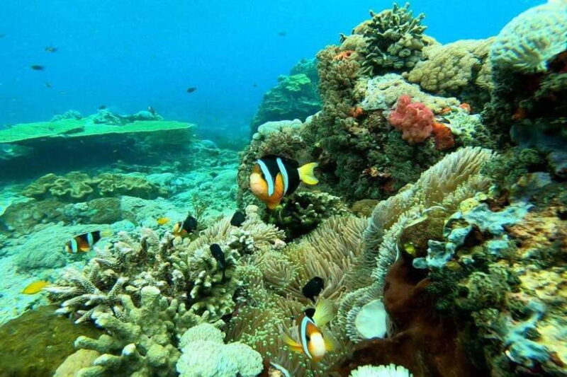 From Bali: Snorkeling 3 Spots To Nusa Penida & Lembongan - Who Will Love This Tour?