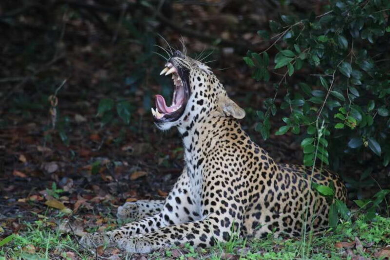 From Colombo: 8-Day Private Tour of Sri Lanka with Transport - FAQs