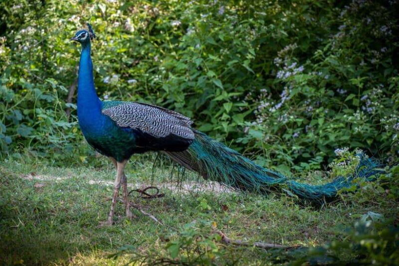 From Colombo/Negombo: Wilpattu National Park 4x4 Safari Tour - Final Thoughts: Is This Tour Right for You?