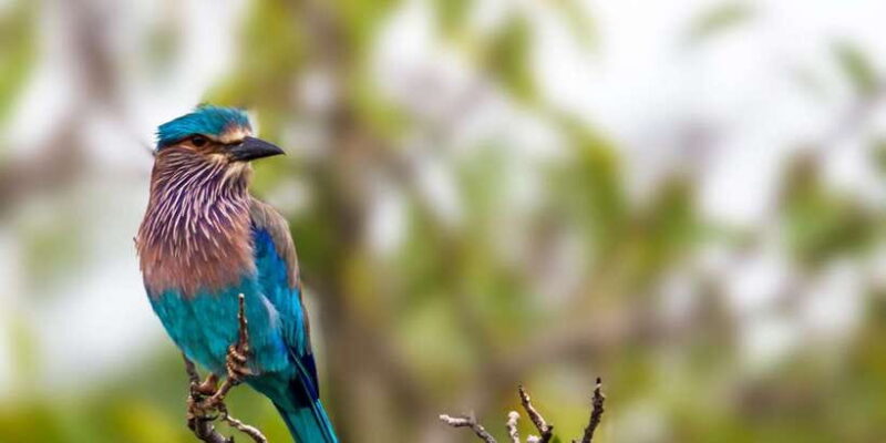 From Colombo: Yala National Park 4x4 Safari with Transfers - Practical Tips for Future Travelers