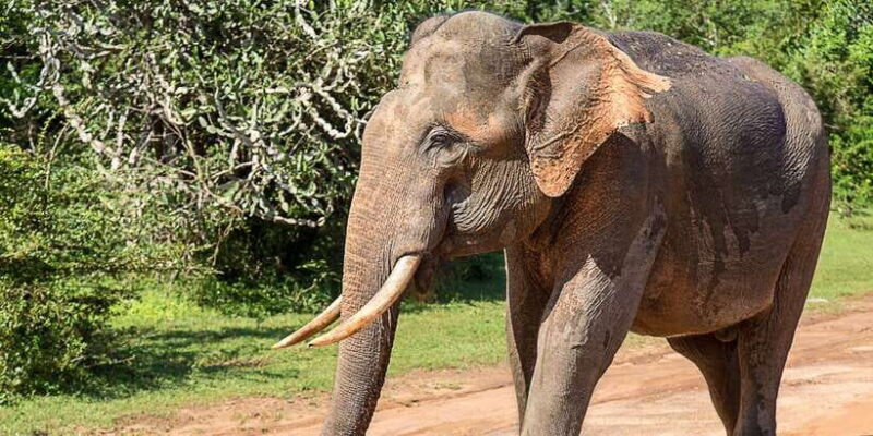 From Colombo: Yala National Park Safari with Transfer - Authentic Insights from Previous Travelers