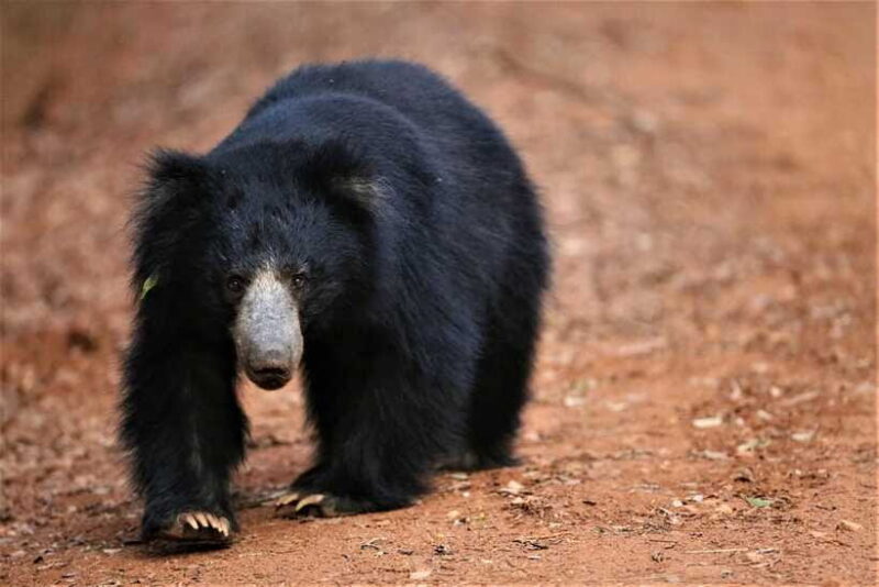 From Ella: 2-Day Yala Park Safari & Transfer to Beach - Final Thoughts: Who Will Love This Tour?