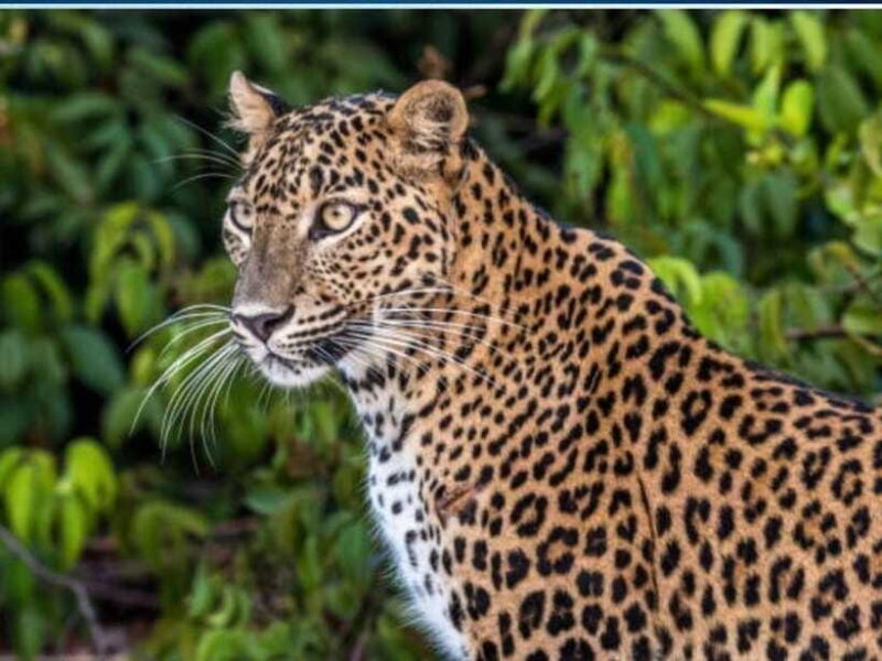 From Ella: 2-Day Yala Park Safari with Arugam Bay Drop-off - Authentic Insights from Travelers