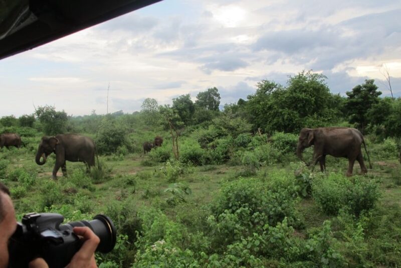 From Ella: All Inclusive Udawalawe National Park Safari - Final Thoughts: Who Will Love This Tour?