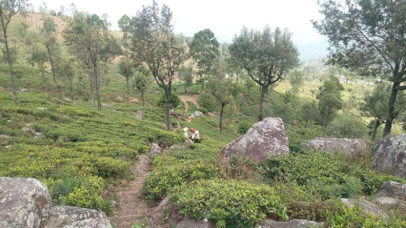 From Ella: Tea Adventure in Haputale with Village Lunch - Touring the Tea Factory