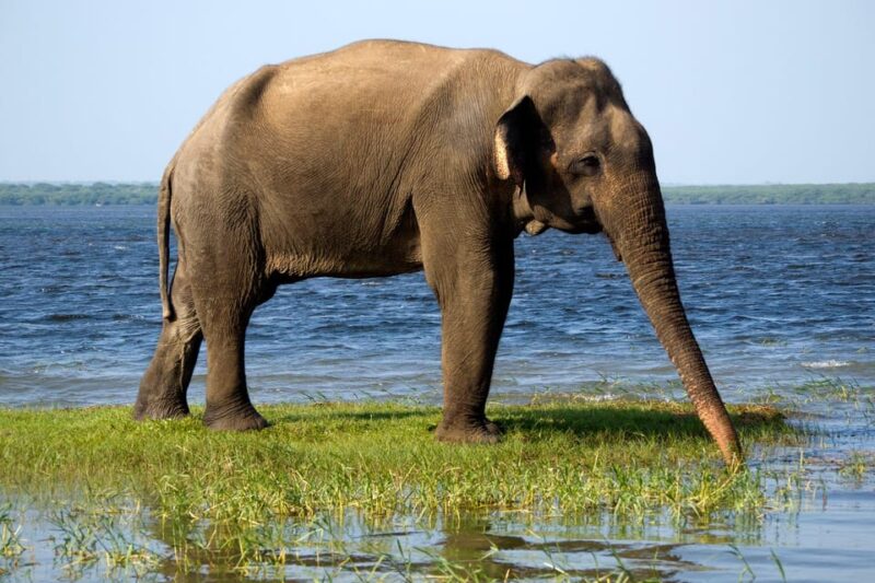 From Ella: Udawalawa Safari and Tangalle/Hiriketiya Transfer - What We Loved and What to Watch For