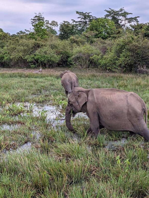 From Ella : Udawalawa Safari & Drop Tangalle/ Mirissa/ Galle - Practical Details & Value