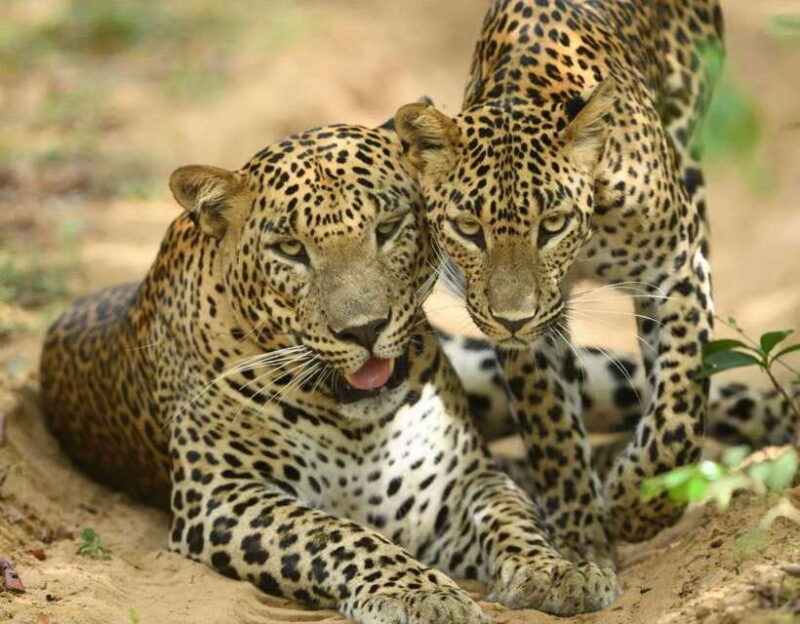 From Ella: Yala Safari Tour with Drop at Tangalle/Hiriketiya - FAQ
