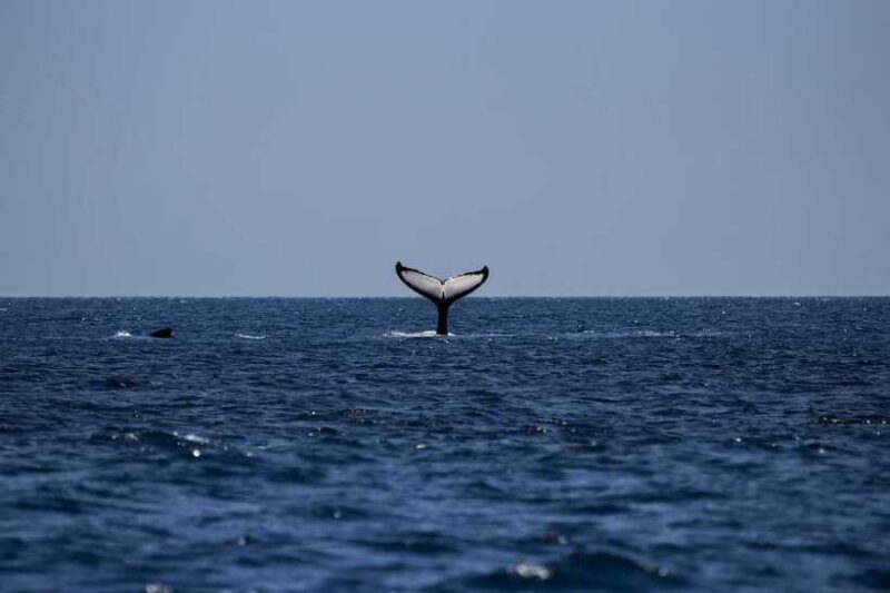 From Galle: Mirissa Whale and Dolphin Watching Boat Ride - The Sum Up: Is This Tour Worth It?