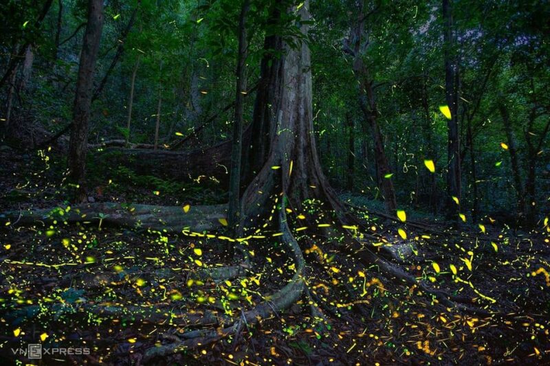 From Hanoi Explore Fresh Nature, See Wild Animal & Fireflies - Practical Tips for Travelers
