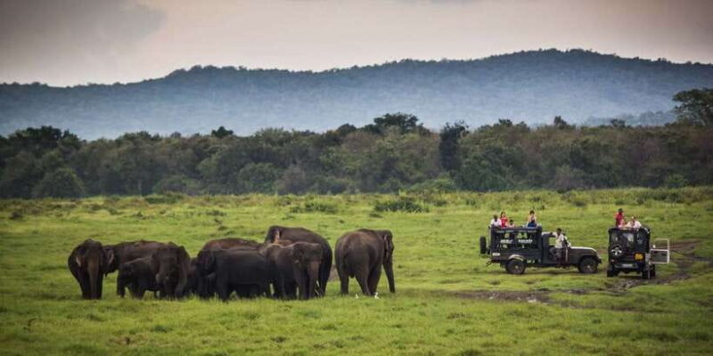 From Hikkaduwa: Udawalawe National Park Safari Tour - Authentic Encounters and Real Experiences
