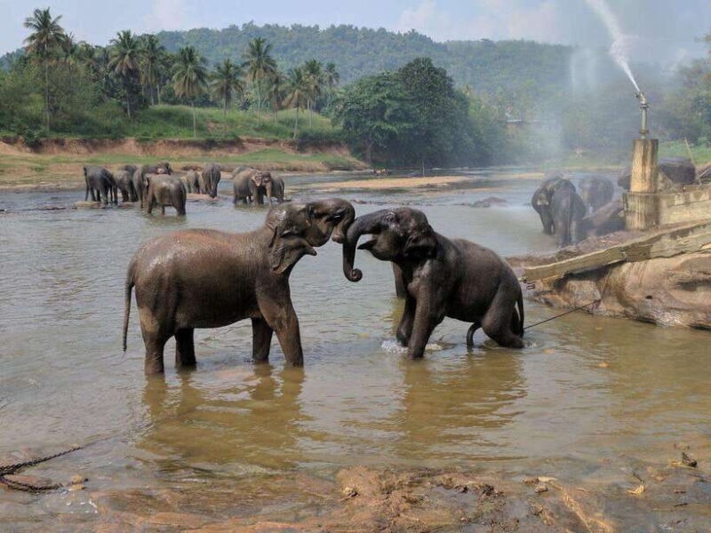 From Kandy: Kandy To Pinnawala Day Tour by Tuk Tuk - FAQ