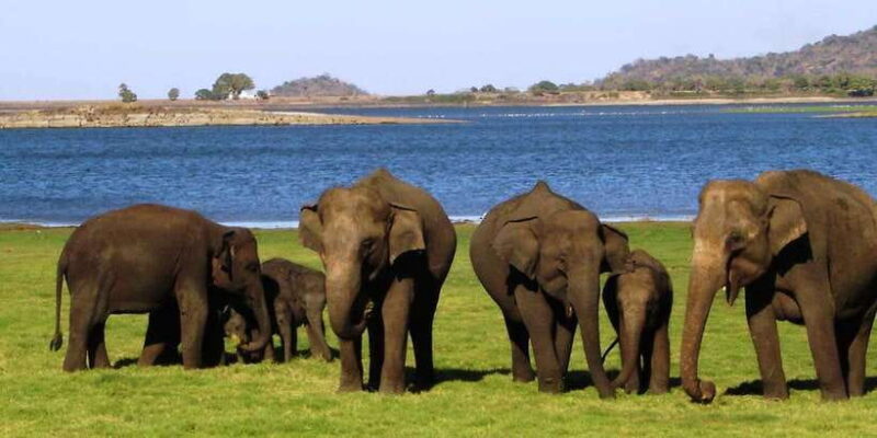 From Kandy: Sigiriya, Dambulla and Minneriya Private Tour - FAQ