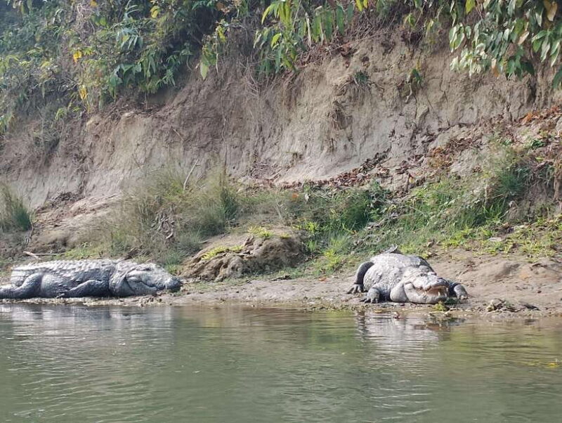 From Kathmandu or Pokhara 3 day Chitwan Tour with Rafting - Day 3: Relaxing and Returning