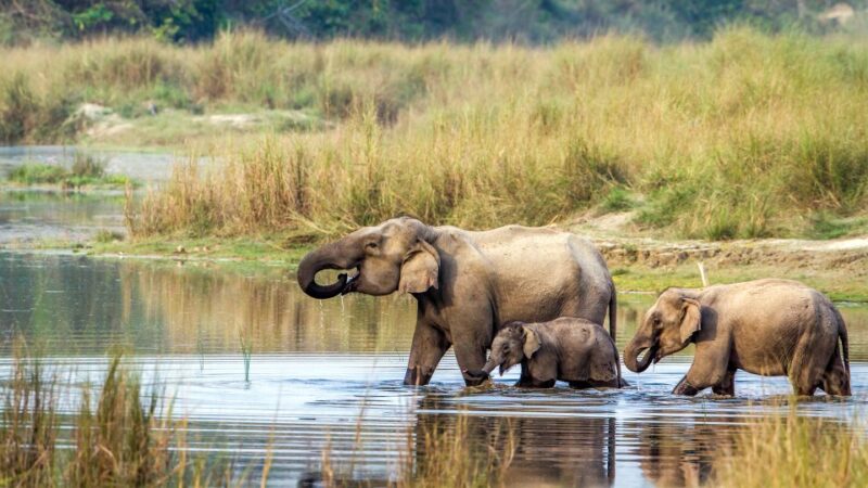 From Kathmandu/Pokhara: 3 Days All-Inclusive Chitwan Safari - Day 1: Arrival and Park Introduction