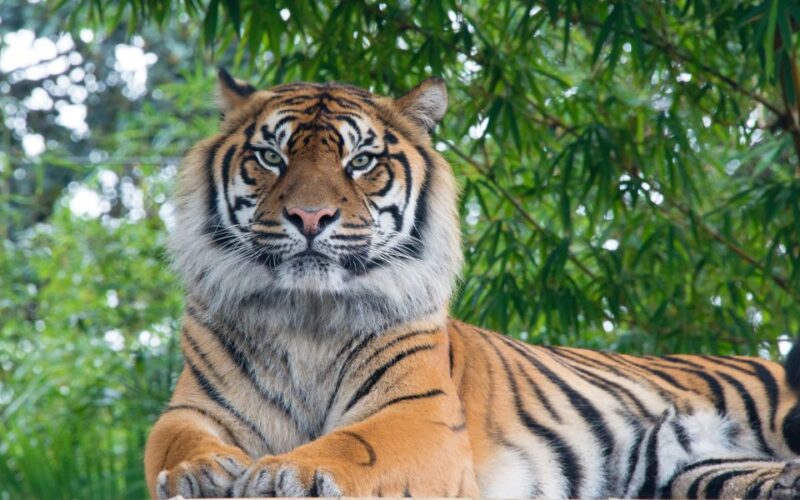 From Kathmandu/Pokhara: Private 3-Day Chitwan Safari Tour - Who Should Consider This Tour?