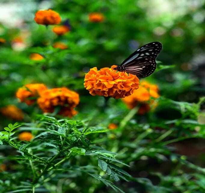 From Kuala Lumpur: Cameron Highlands Day Trip with Transfers - Practical Tips for the Trip