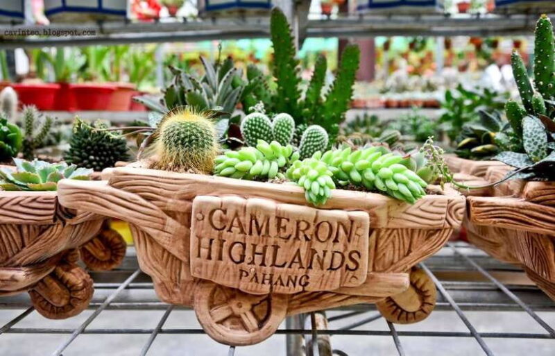 From Kuala Lumpur: Cameron Highlands Full-Day Tour - FAQs About the Cameron Highlands Tour