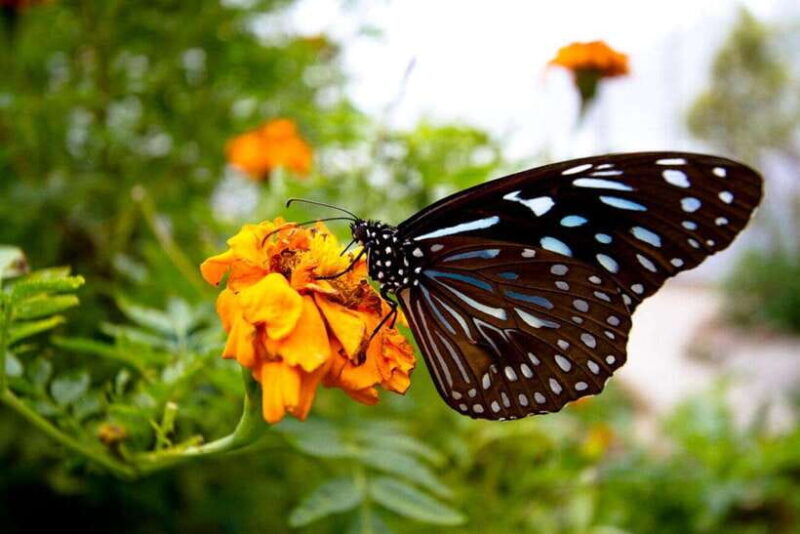 From Kuala Lumpur: Cameron Highlands Private or Join In Tour - The Sum Up: Who Will Love This Tour?