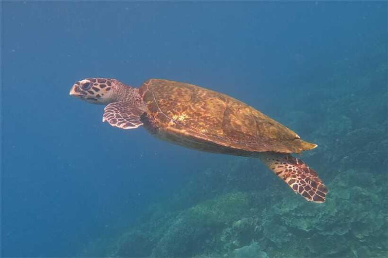 From Labuan Bajo: Komodo Dragons and Island Hop with All Fee - What Makes This Tour Stand Out