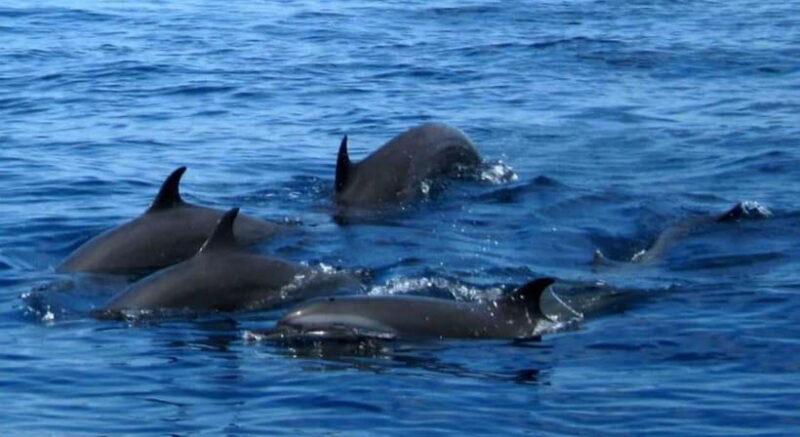 From Mirissa: All Inclusive Whales & Dolphin Watching Tour - Practical Tips for Travelers