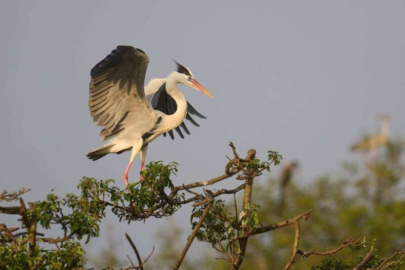 From Mirissa/ Galle/ Hikkaduwa - Yala Leopard Safari Tour - What’s Included and What’s Not