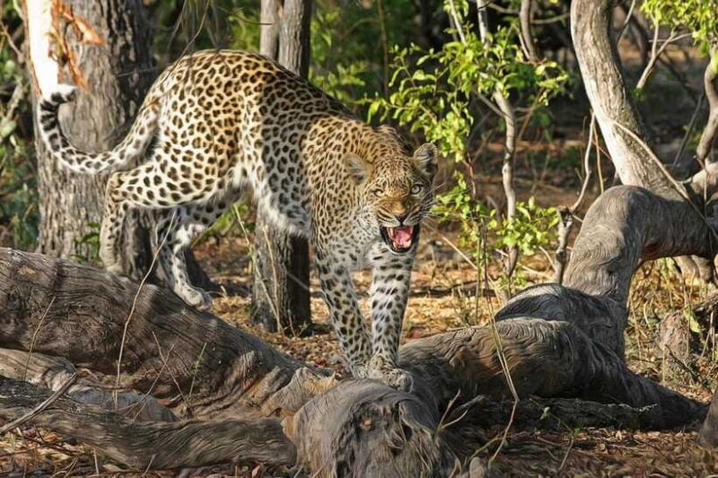 From Mirissa: Yala Day Trip with Free Entrance and Food - The Sum Up