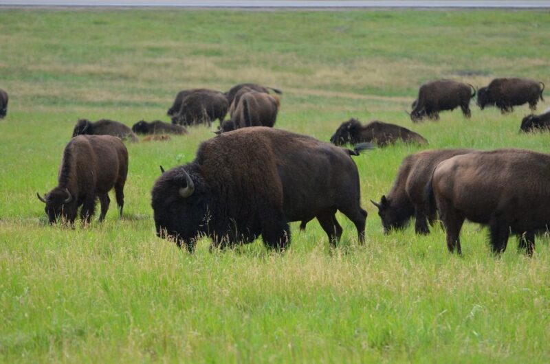 From Rapid City: Custer State Park Private Safari and Hiking - Authenticity and Reviews