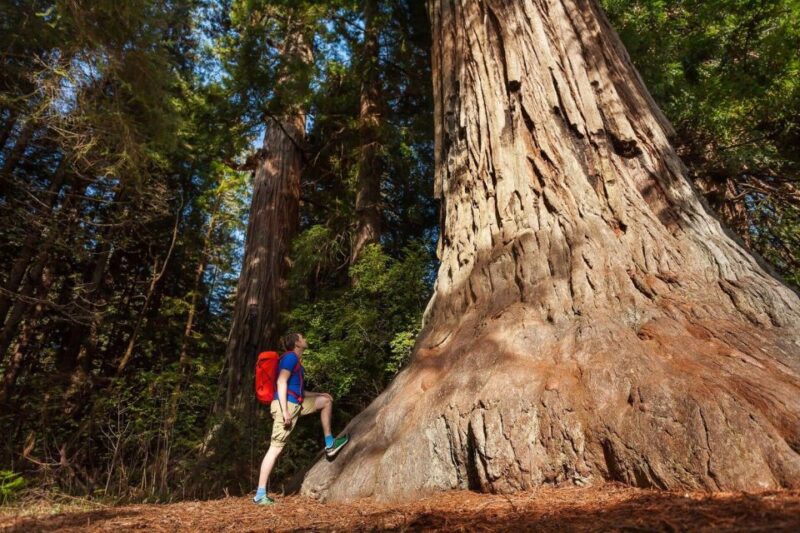 From San Francisco: 3-Day Yosemite Tour Without Hotel - Cost and Overall Value