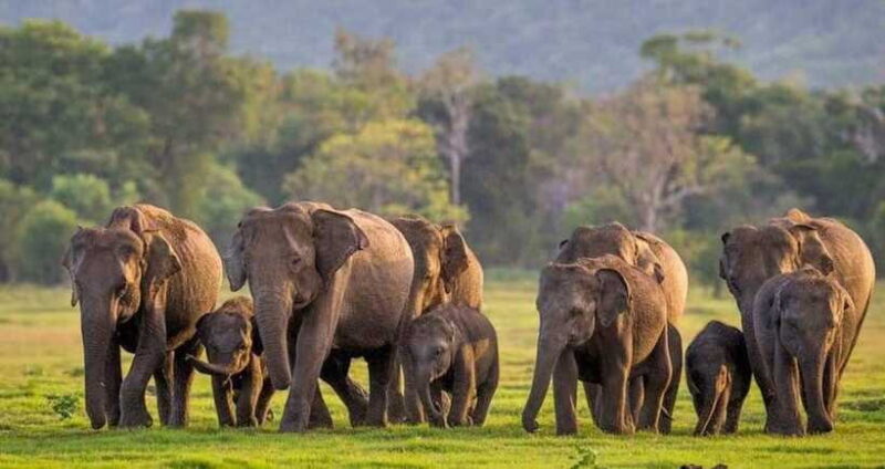 From Sigiriya : Kaudulla National Park Elephant Safari - Why This Safari is Worth Considering