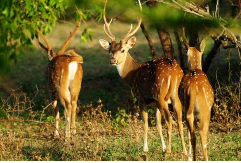 From Tangalle: All Inclusive Half Day Safari in Yala-Private - The Experience from the Traveler’s Perspective