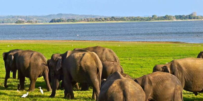 From Tangalle/Hiriketiya: Ella Transfer & Udawalawe Safari - Pricing and Value