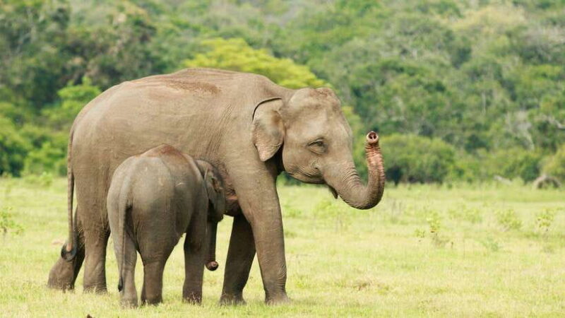 From Tangalle / Hiriketiya : Yala Safari tour & Drop - Ella - Whats Included and Whats Not