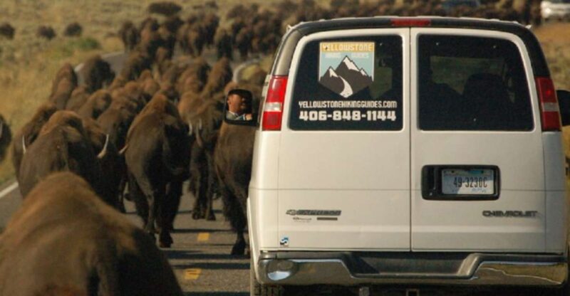 From West Yellowstone: Lamar Valley Wildlife Tour by Van - FAQs