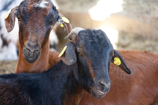Fuerteventura Villages Caves and Farm Tour with Lunch from South - Is This Tour Right for You?