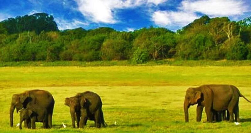 Full Day Leopard Safari at Yala and Traditional Curd Tasting - Why This Tour Stands Out