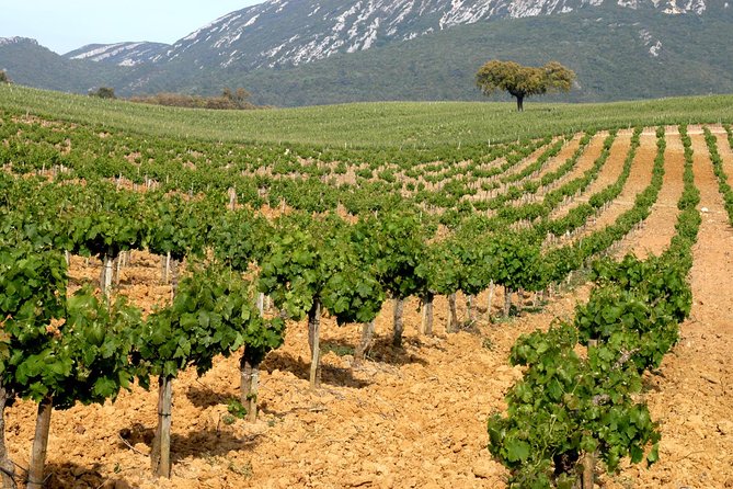 Full Day Private Tour - Arrábida Beaches and Azeitão Wine Region - Scenic Drives and Optional Stops