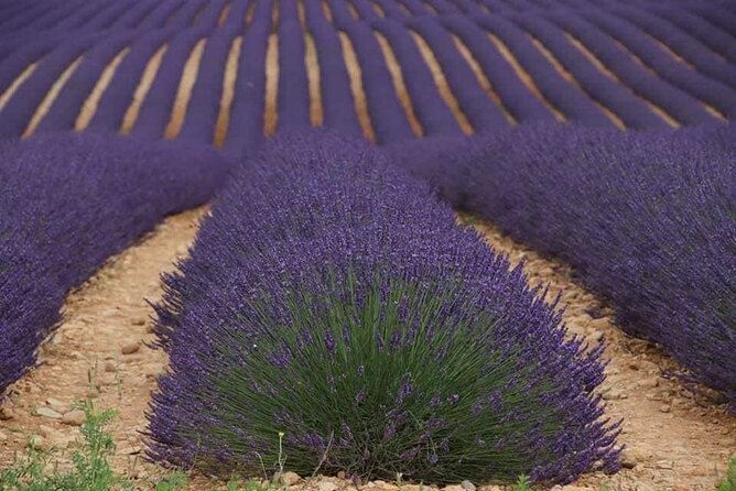 Full-day Private Tour Gorges du Verdon (LAVENDER JUNE 15/JULY 15) - The Sum Up
