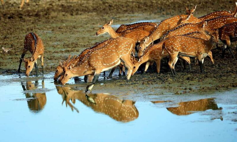 Galle: All Inclusive Morning Leopard Safari in Yala -Private - The Experience Provider