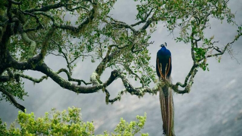 Galle/Mirissa: Yala & Udawalawe Safari Day Trip with Picnic - FAQ