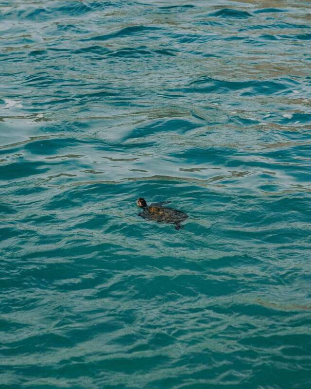 Galle Private Day Tours with Sea Turtles visit & Boat Safari - Who Should Consider This Tour?
