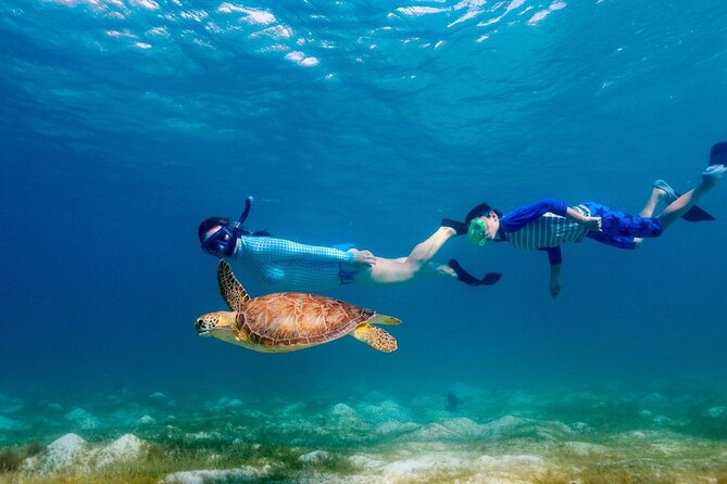 Guided snorkeling trip to the turtles in Protaras - Analyzing the Value