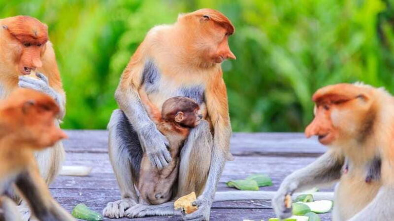 Half Day Labuk Bay Proboscis Monkey Sanctuary | Sandakan - Final Thoughts