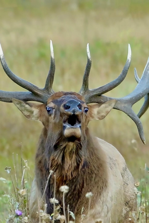 Half-Day RMNP Lakes and Meadows Tour-RMNPhotographer - Wildlife Encounters and Photography Opportunities