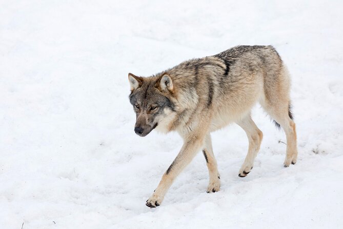 Half-Day Trip to Ranua Wildlife Park from Rovaniemi - Who Should Consider This Tour