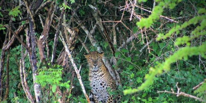 Half-Day Wild Safari in Yala National Park - Practical Tips for Your Safari Experience